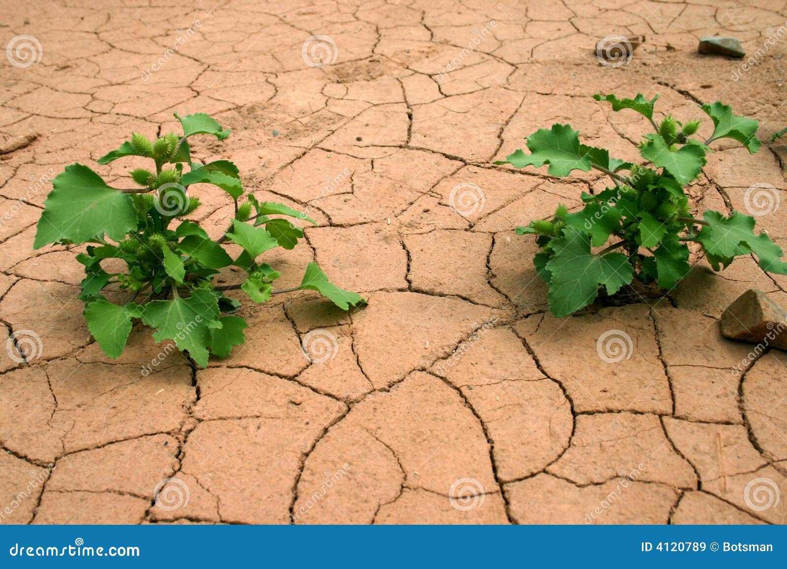 Drought. stock image. Image of drought, parched, rechauffement - 4120789