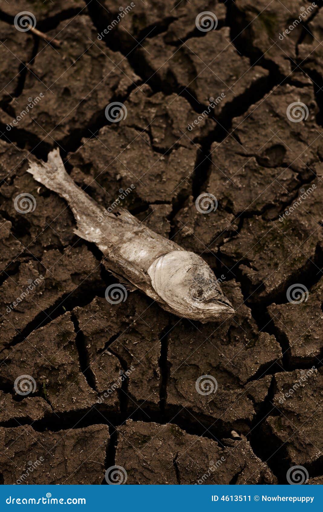 Drought stock image. Image of life, mummy, gothic, riverbed - 4613511