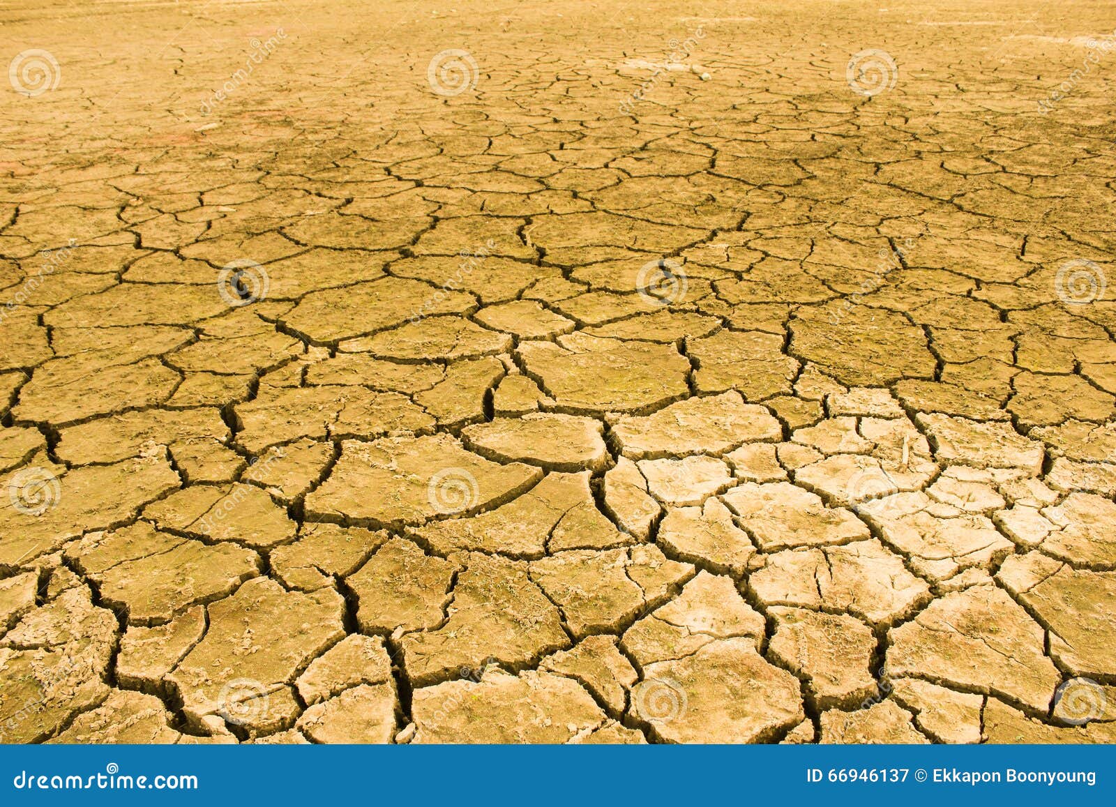 Drought. Backgrounds Royalty-Free Stock Image | CartoonDealer.com #67081234