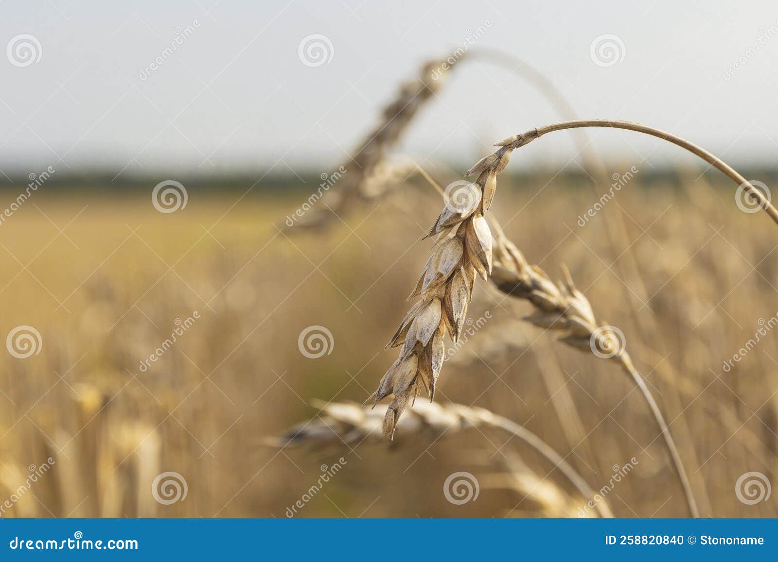 Drought on Cereal Fields. Dried Wheat Fields.Wheat Bad Harvest Stock ...