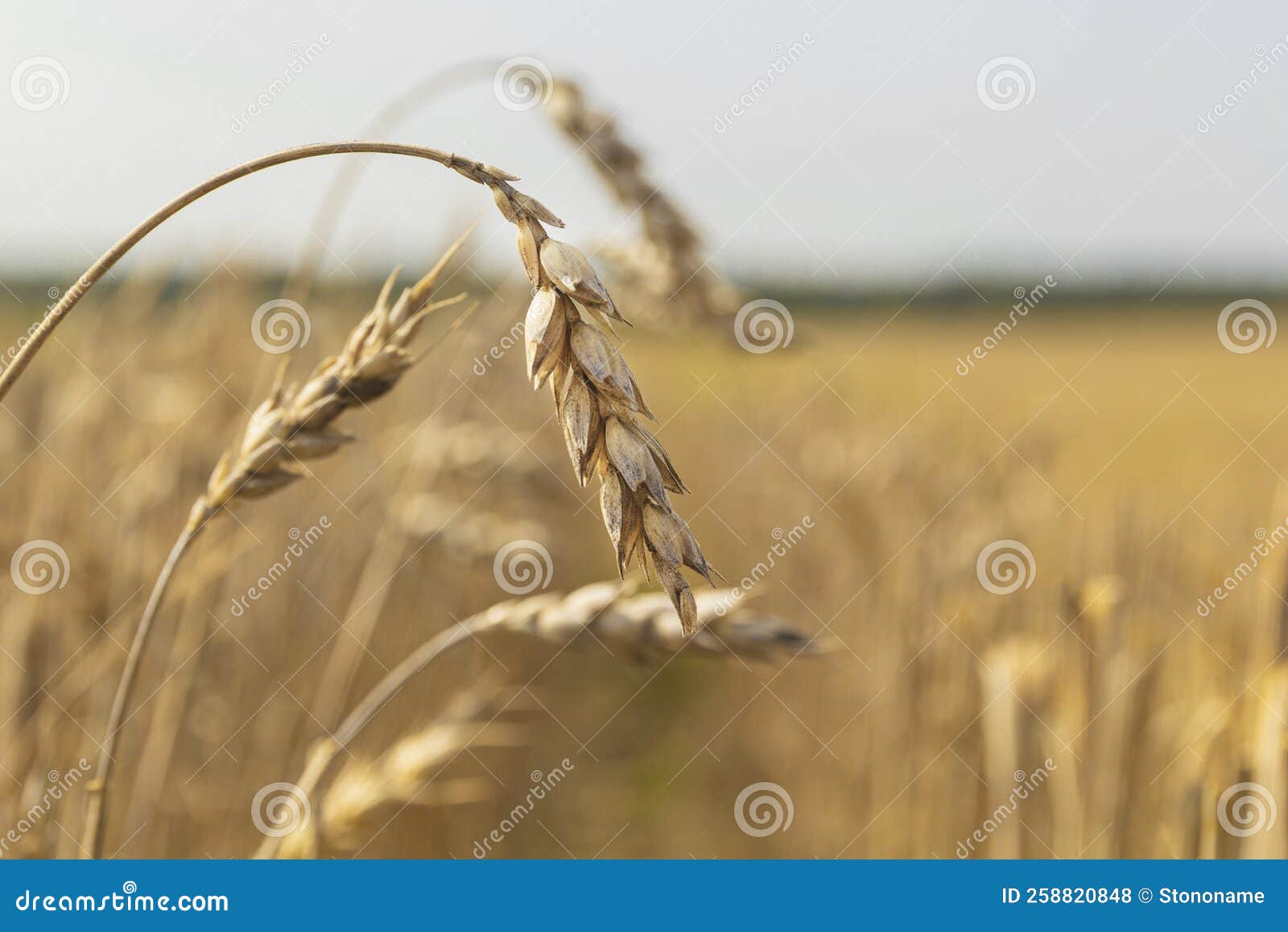 Drought on Cereal Fields. Dried Wheat Fields.Wheat Bad Harvest Stock ...
