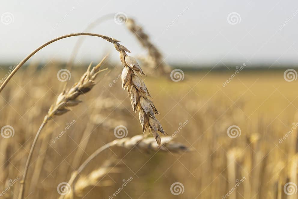 Drought on Cereal Fields. Dried Wheat Fields.Wheat Bad Harvest Stock ...