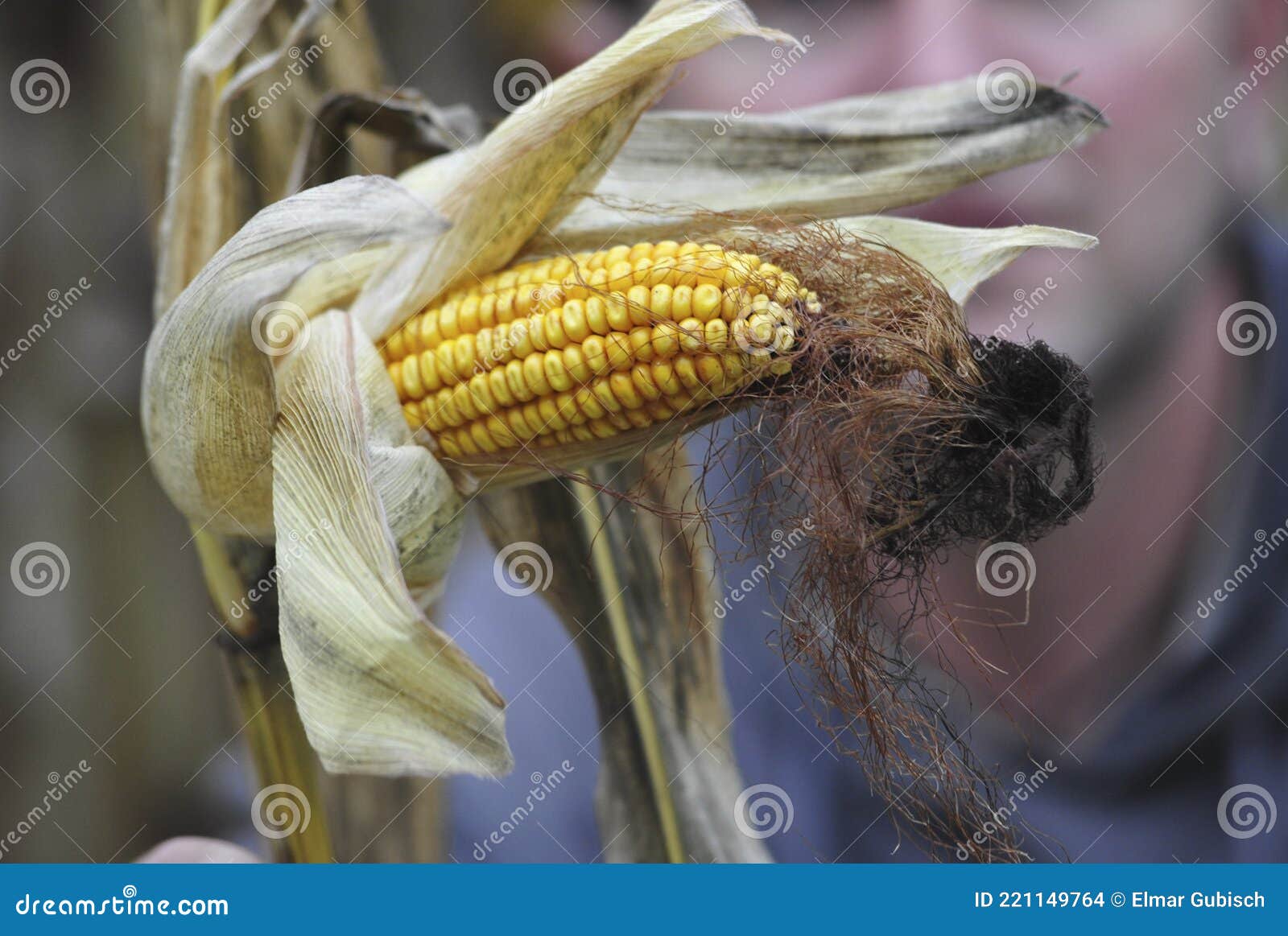 Drought in Corn Crops on the Field Stock Photo - Image of failure ...