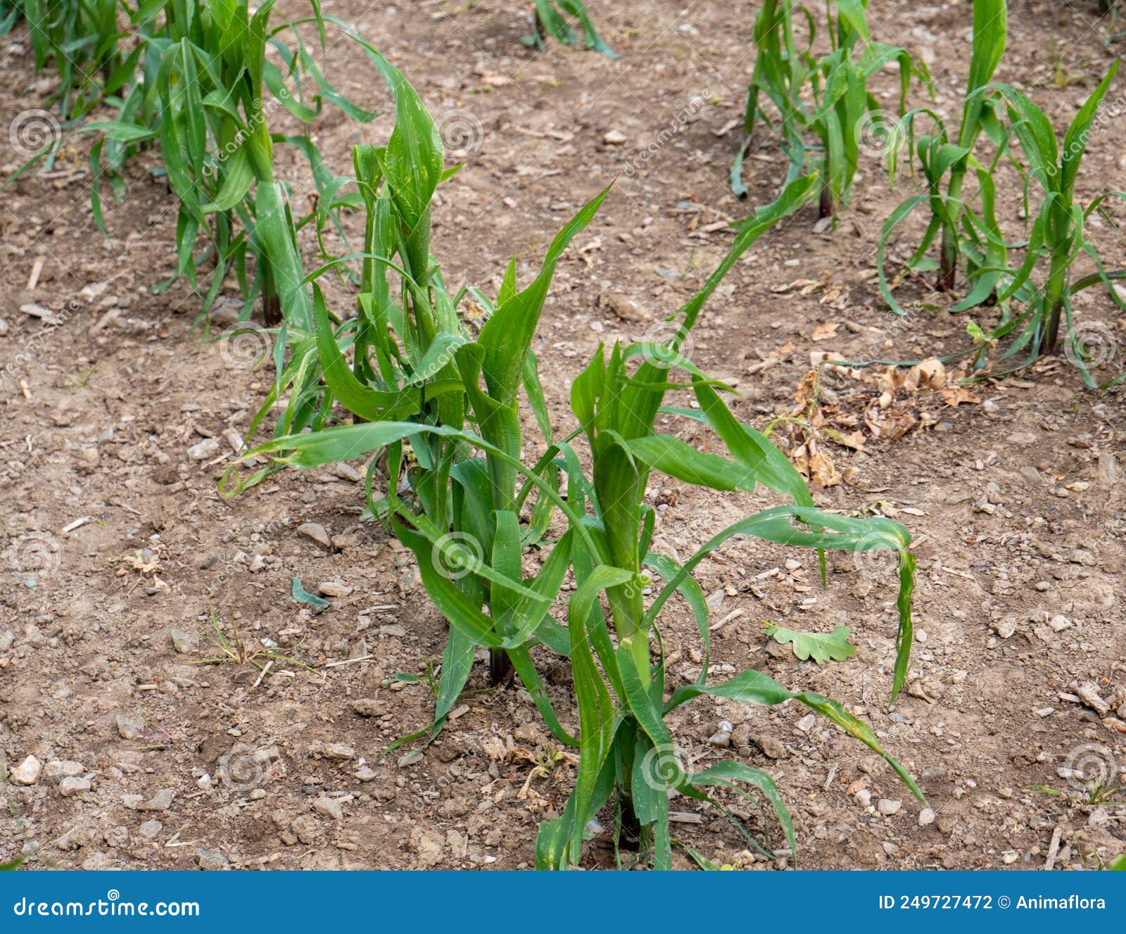 Drought in the corn field stock photo. Image of disaster - 249727472