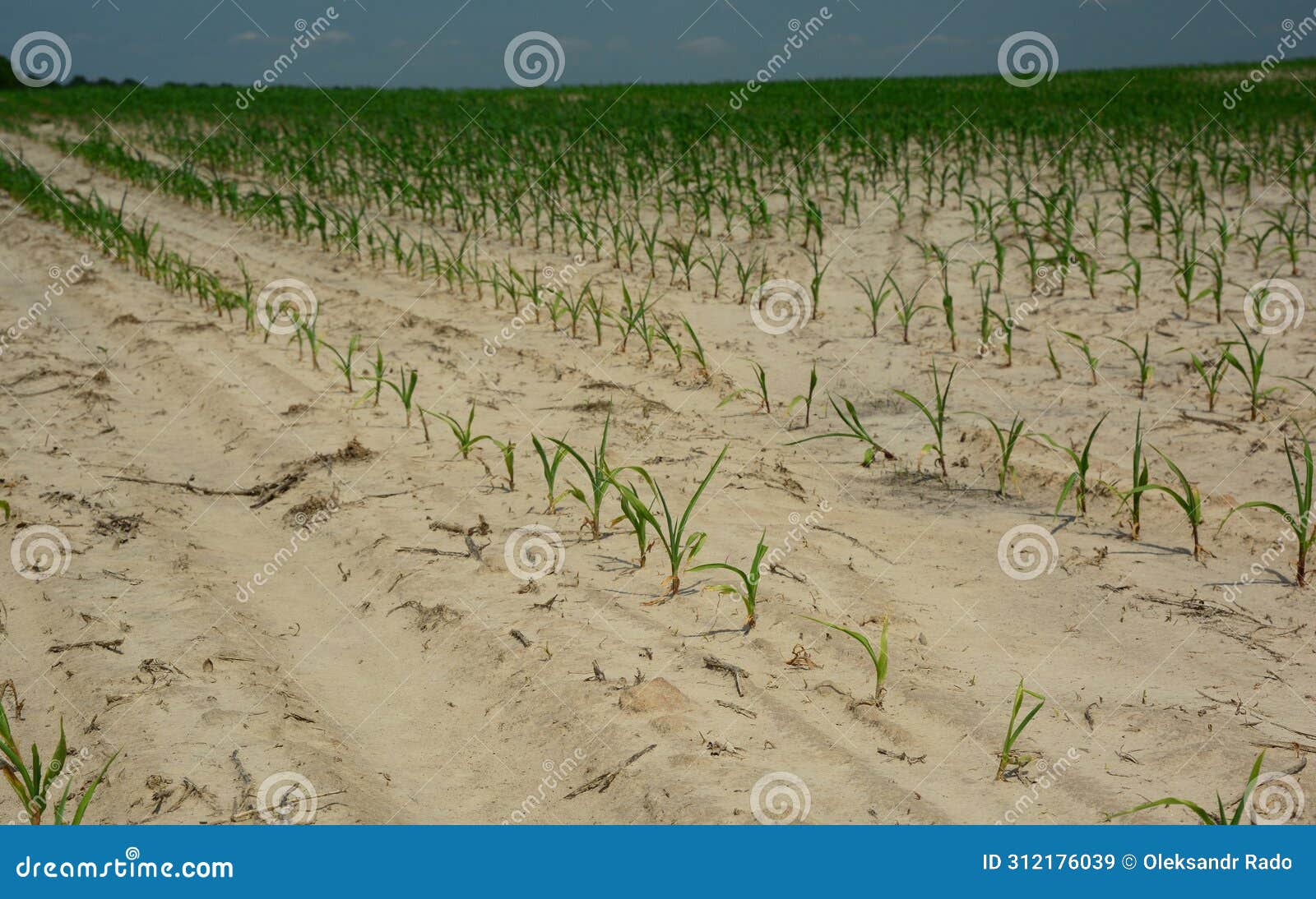 Drought Corn Field. Early Drought Can Have a Serious Negative Impact on ...
