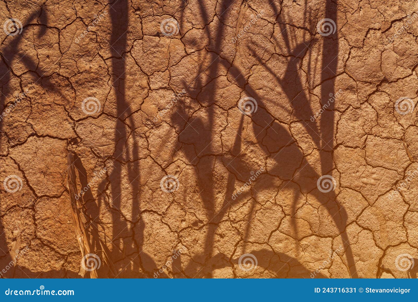 Drought in Corn Field, Shadow of Corn Crops on Dry Land Stock Image ...