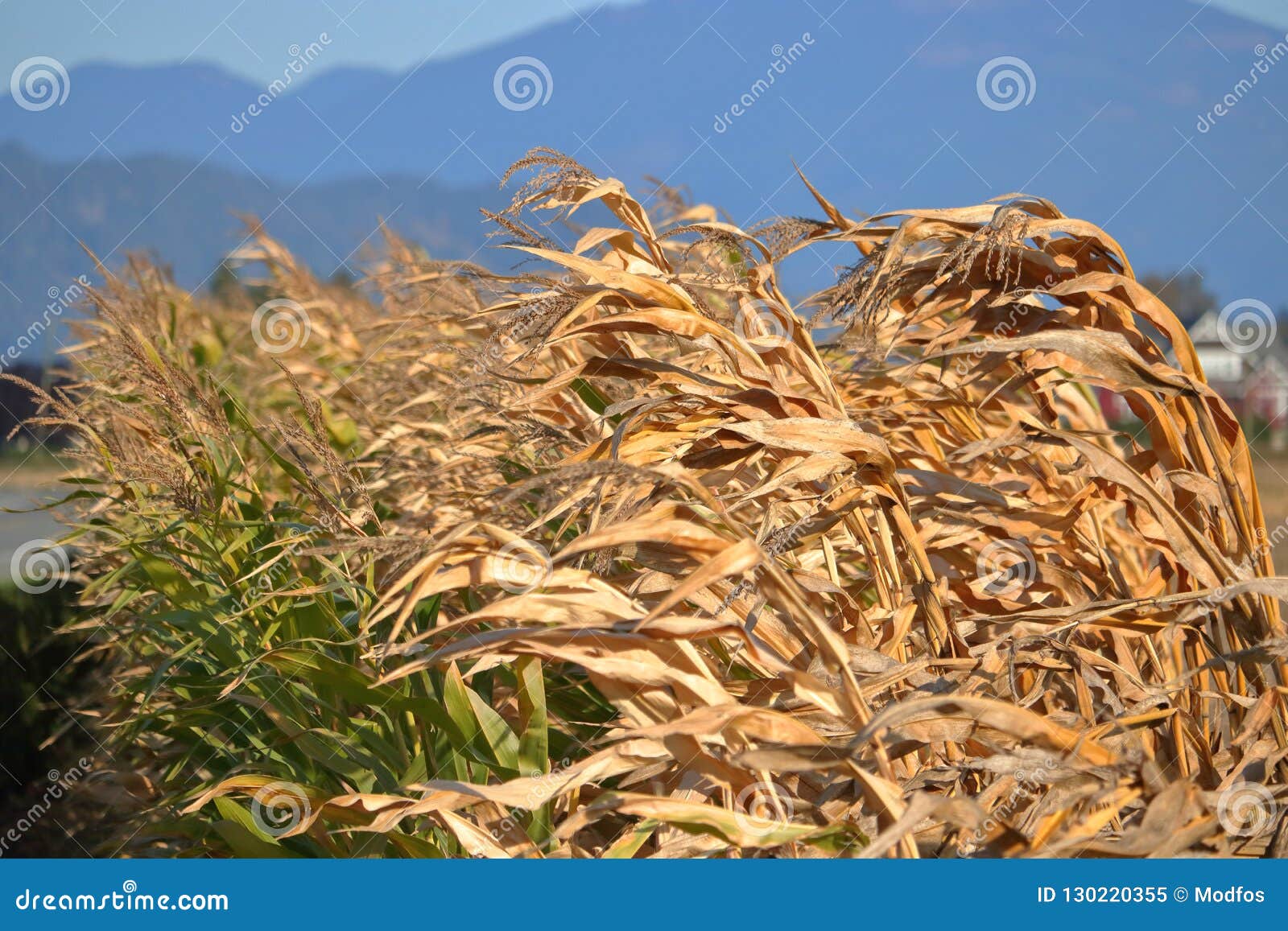 Drought and Cornfield stock image. Image of cornfield - 130220355