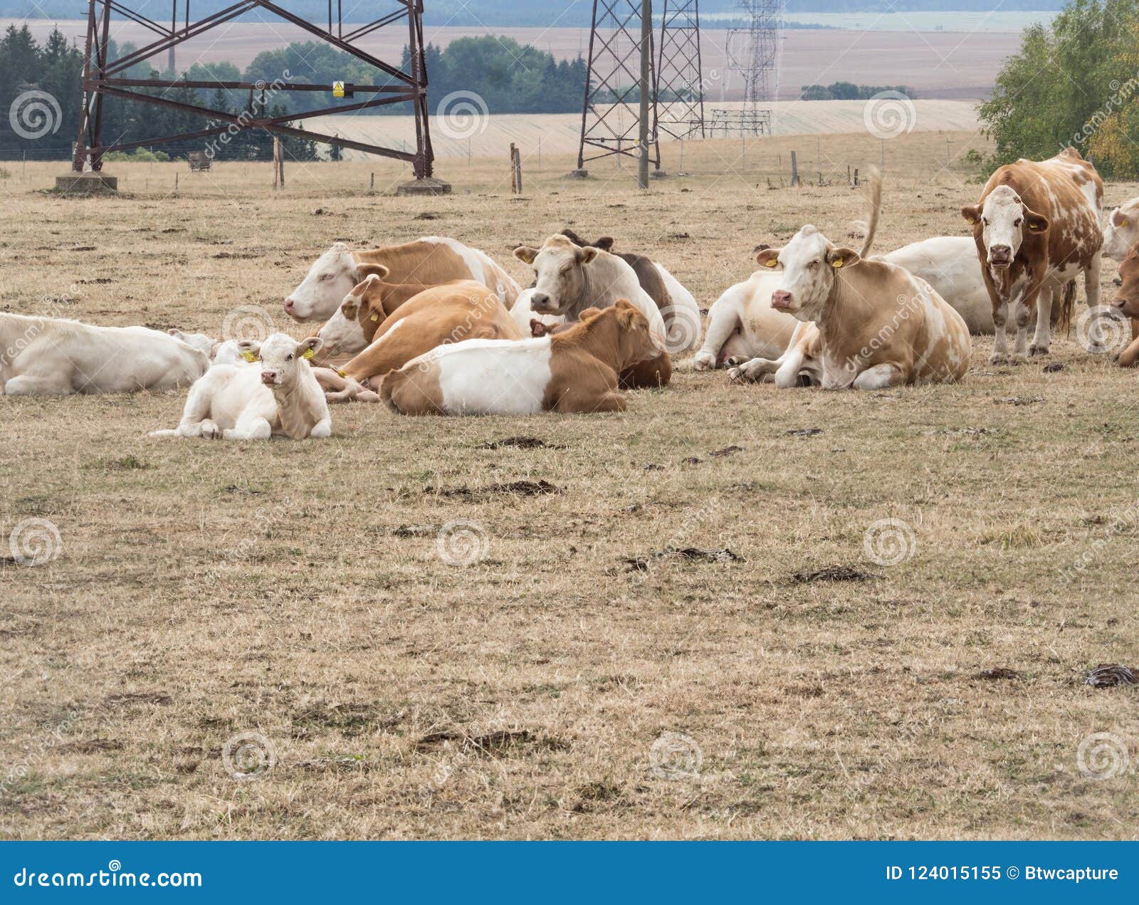 Drought stock image. Image of ivotnashy, farming, cows - 124015155