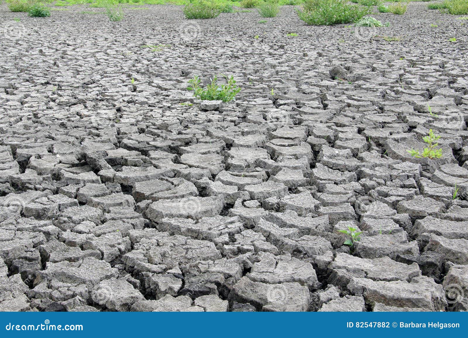 Drought Cracked Pond Wetland, Swamp Very Drying Up The Soil Crust Earth ...