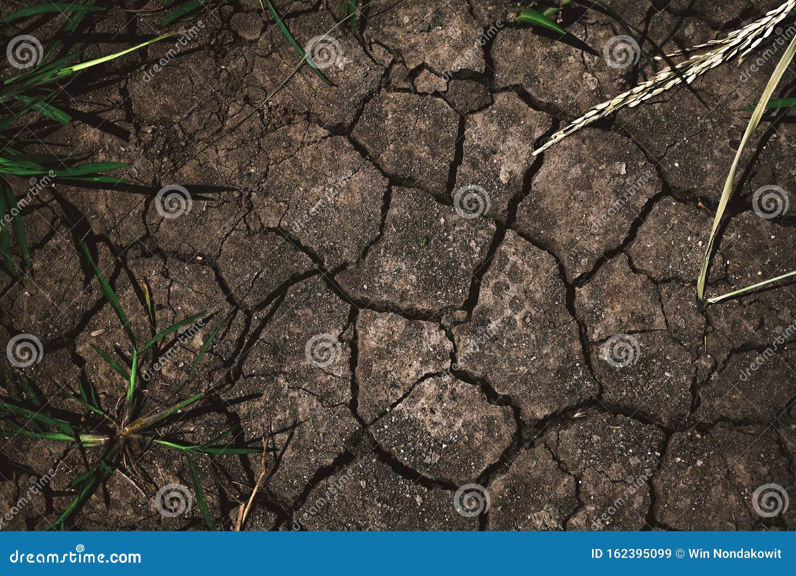 Drought and cracked ground stock image. Image of nature - 162395099