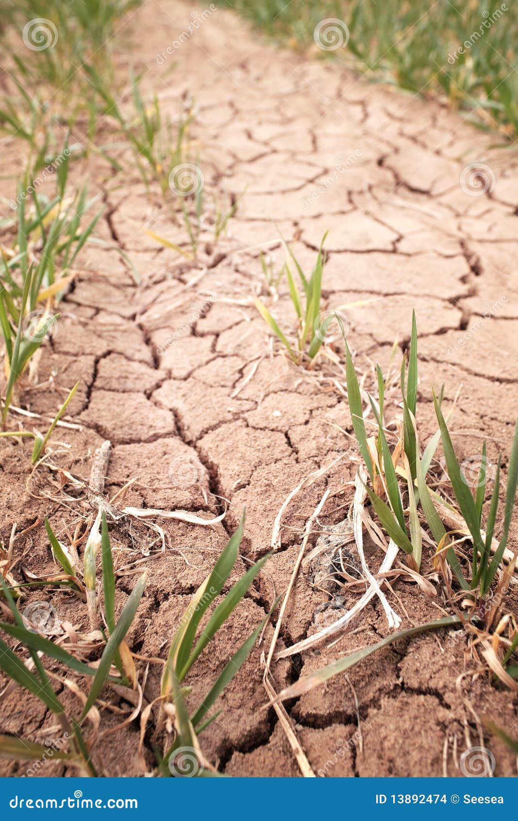 Drought cracked soil stock photo. Image of soil, heat - 13892474