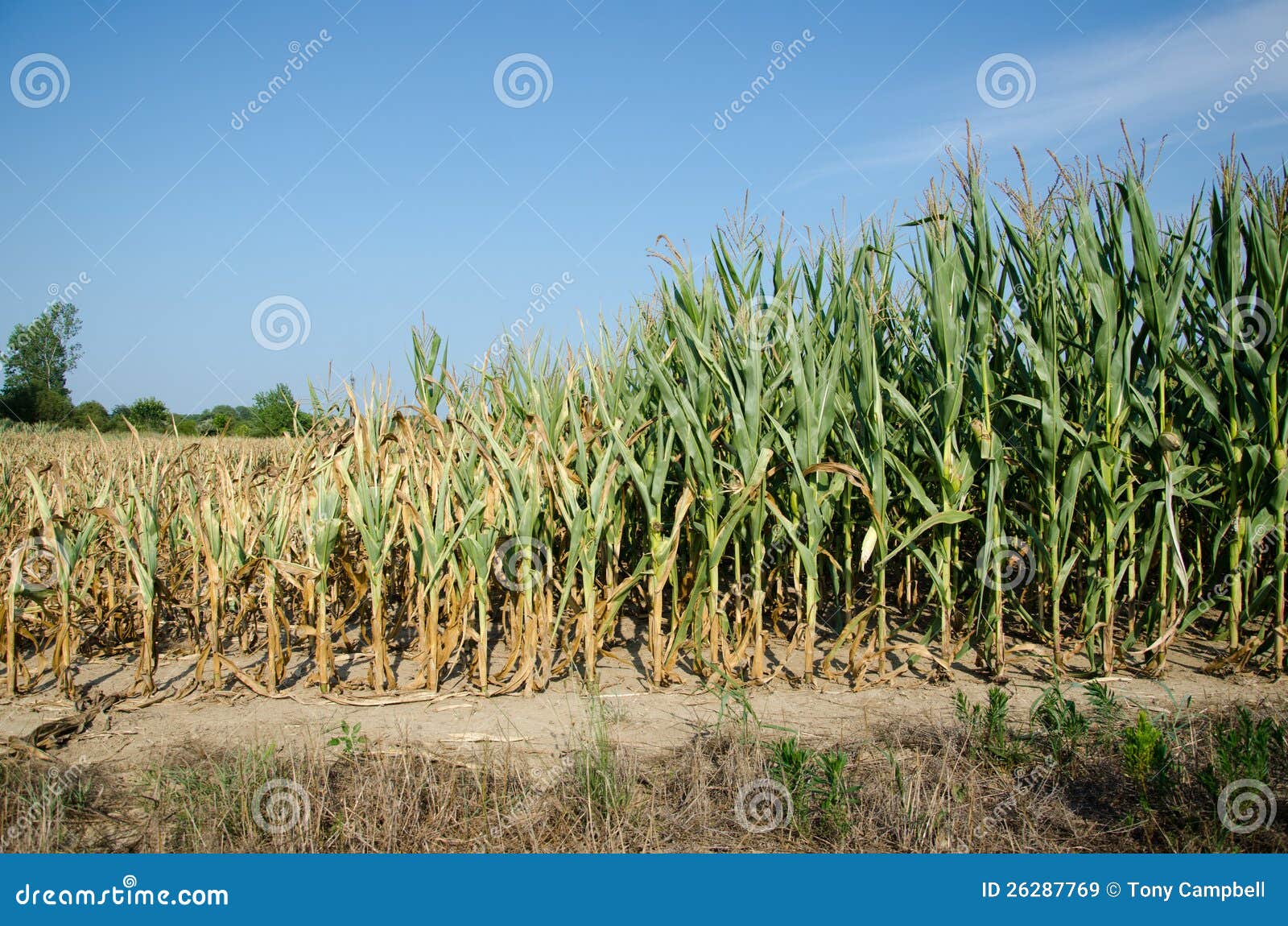 Drought damaged corn stock image. Image of summer, crop - 26287769