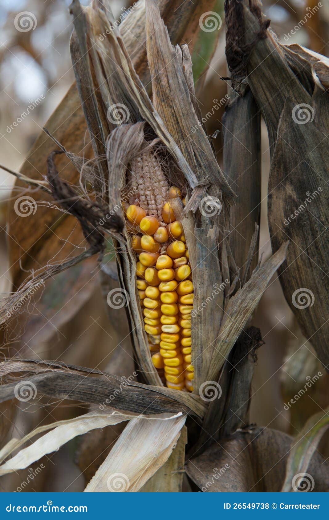 Drought damaged corn crop stock photo. Image of land - 26549738