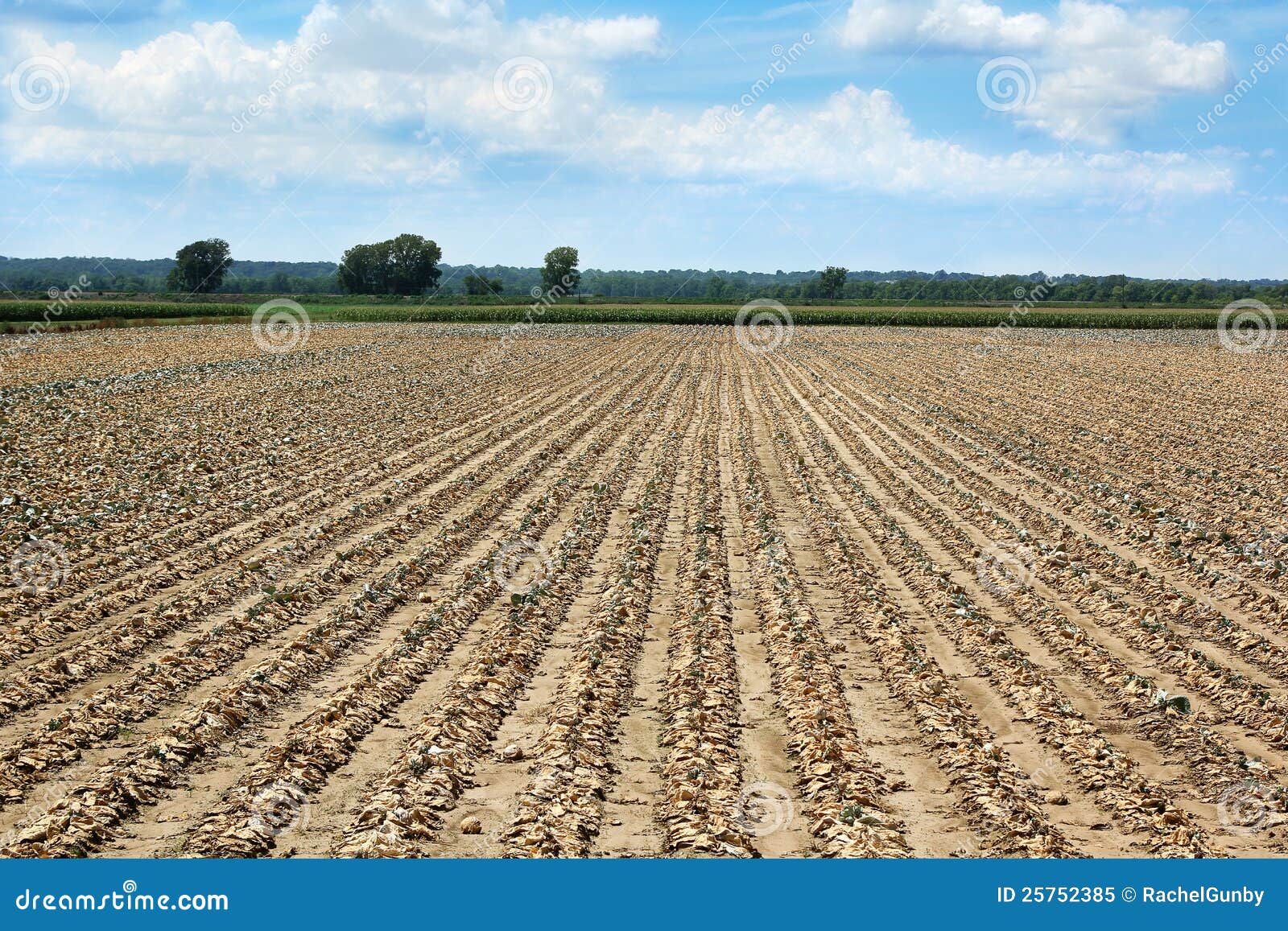 Drought: Dead Crops Royalty Free Stock Photo - Image: 25752385
