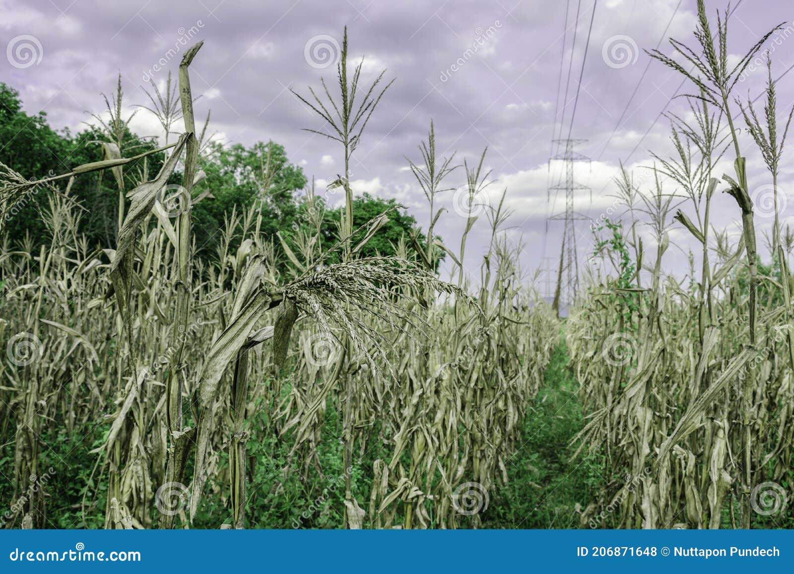 Drought and Dry Corn Fields with Blue Sky Stock Photo - Image of arid ...