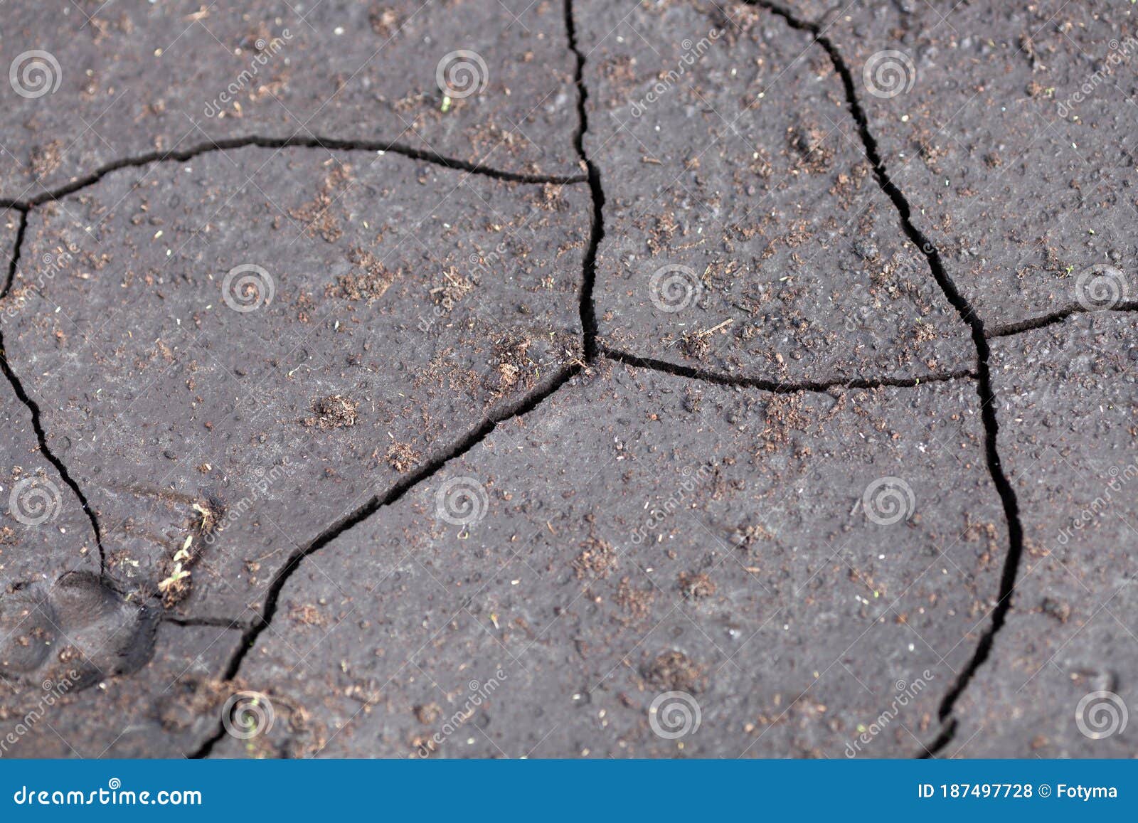 Dry cracked ground stock photo. Image of drought, ground - 187497728