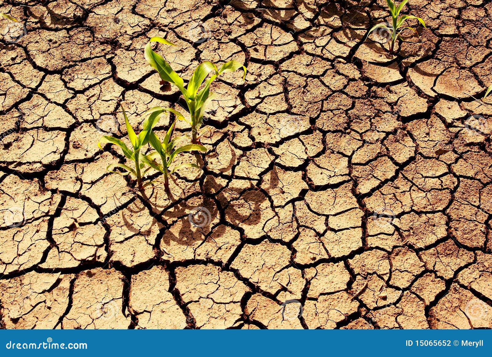 Drought, dry earth. stock photo. Image of change, background - 15065652