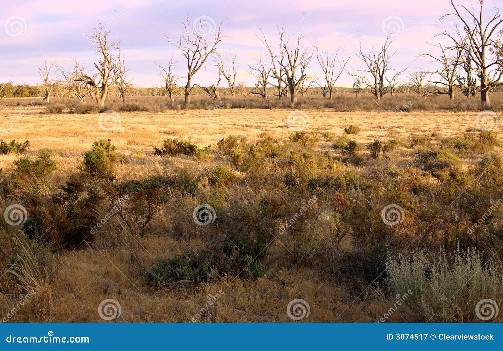 Drought in dry farm land stock image. Image of dead, agriculture - 3074517
