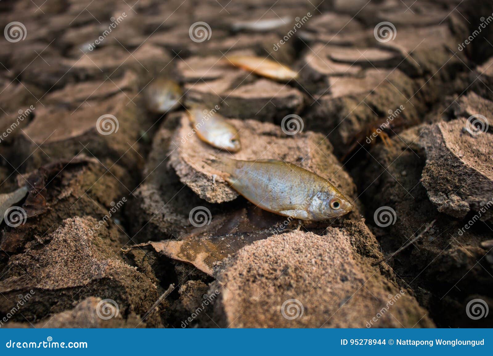 Drought, Dry Ground on Dead Fish. Stock Photo - Image of copy, texture ...