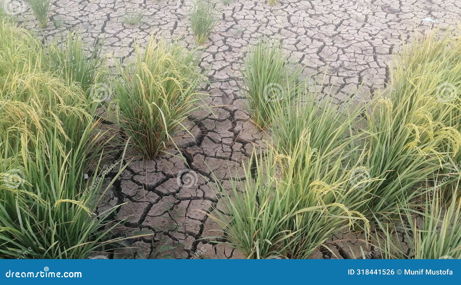 Drought,dry Rice,water Drought in Rice Fields, Stock Photo - Image of ...