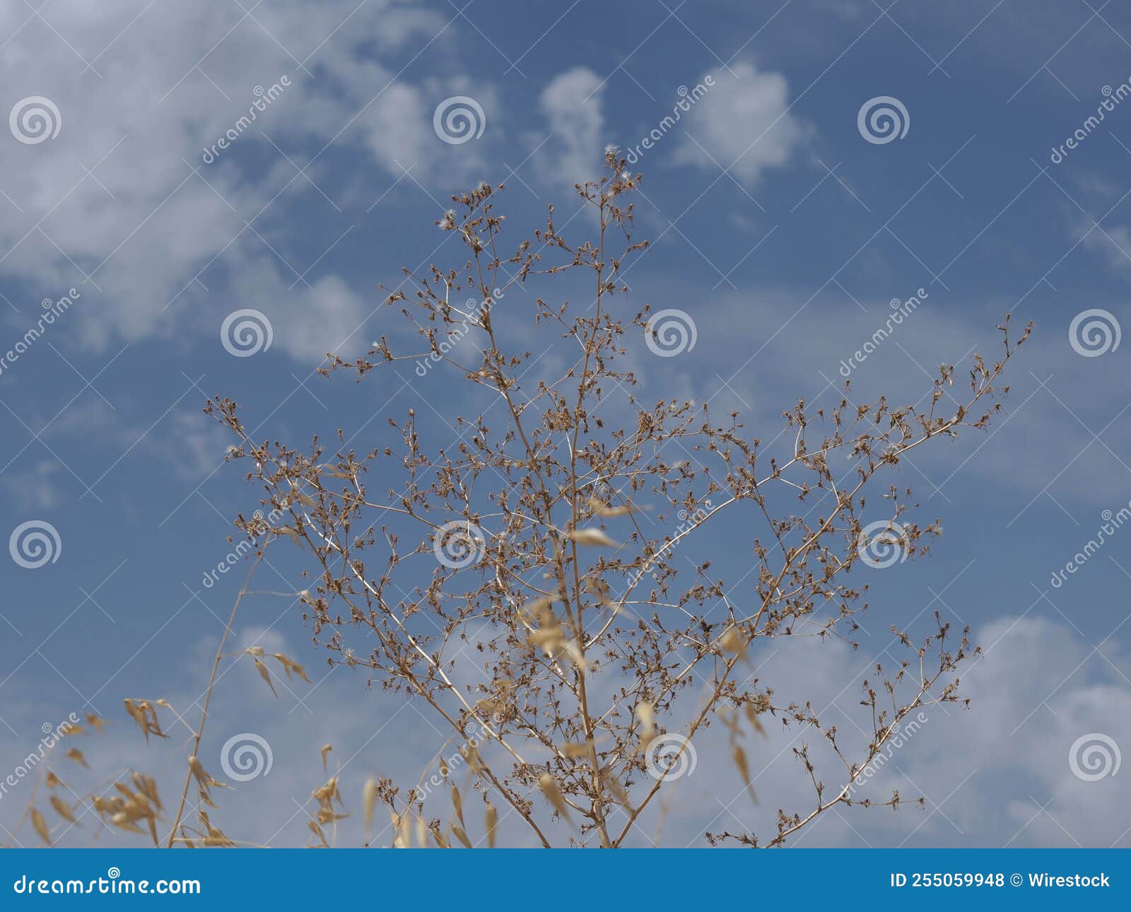 Drought in Europe map stock photo. Image of macro, closeup - 255059948