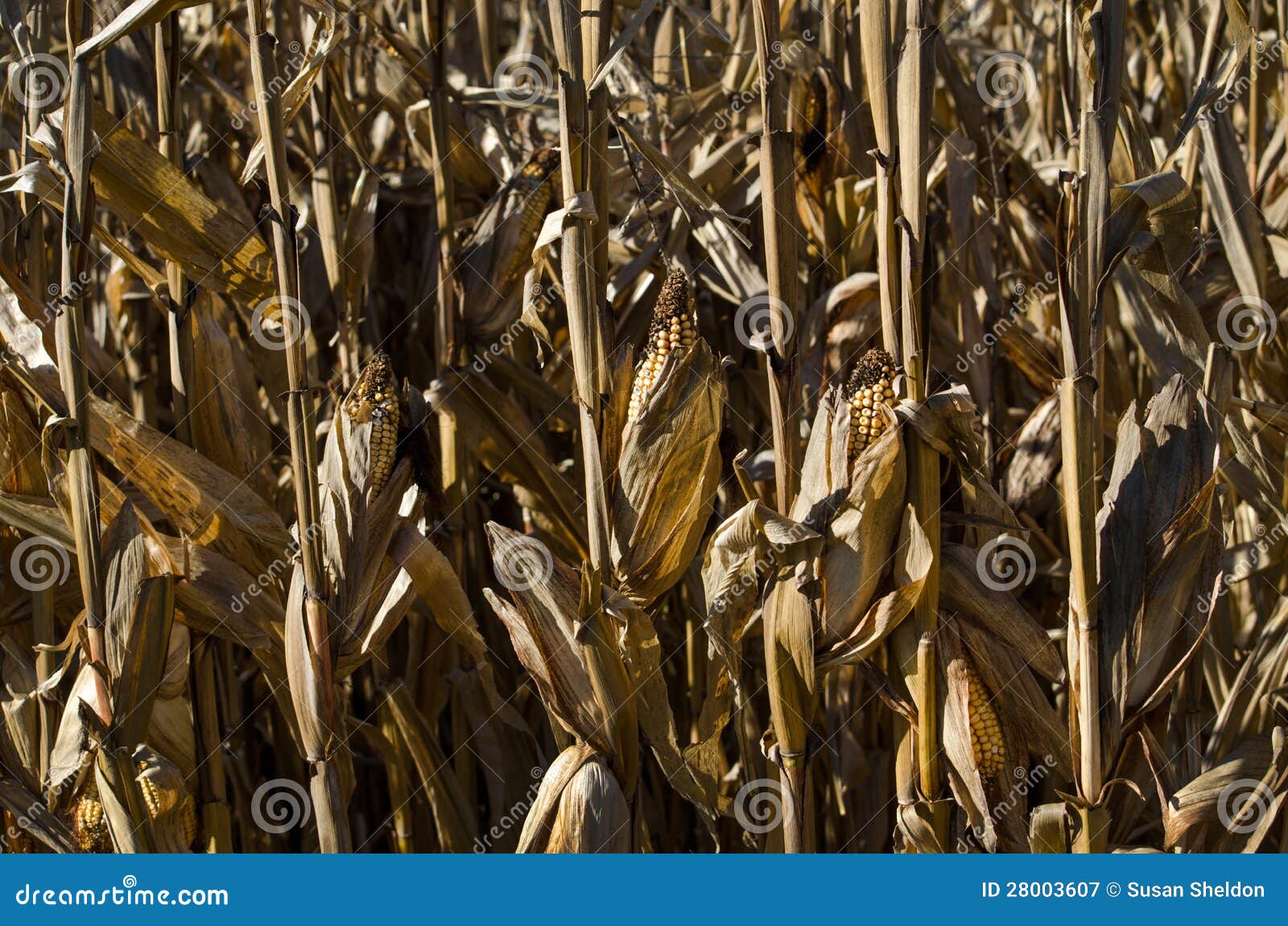 Drought in the farm belt stock image. Image of harvest - 28003607
