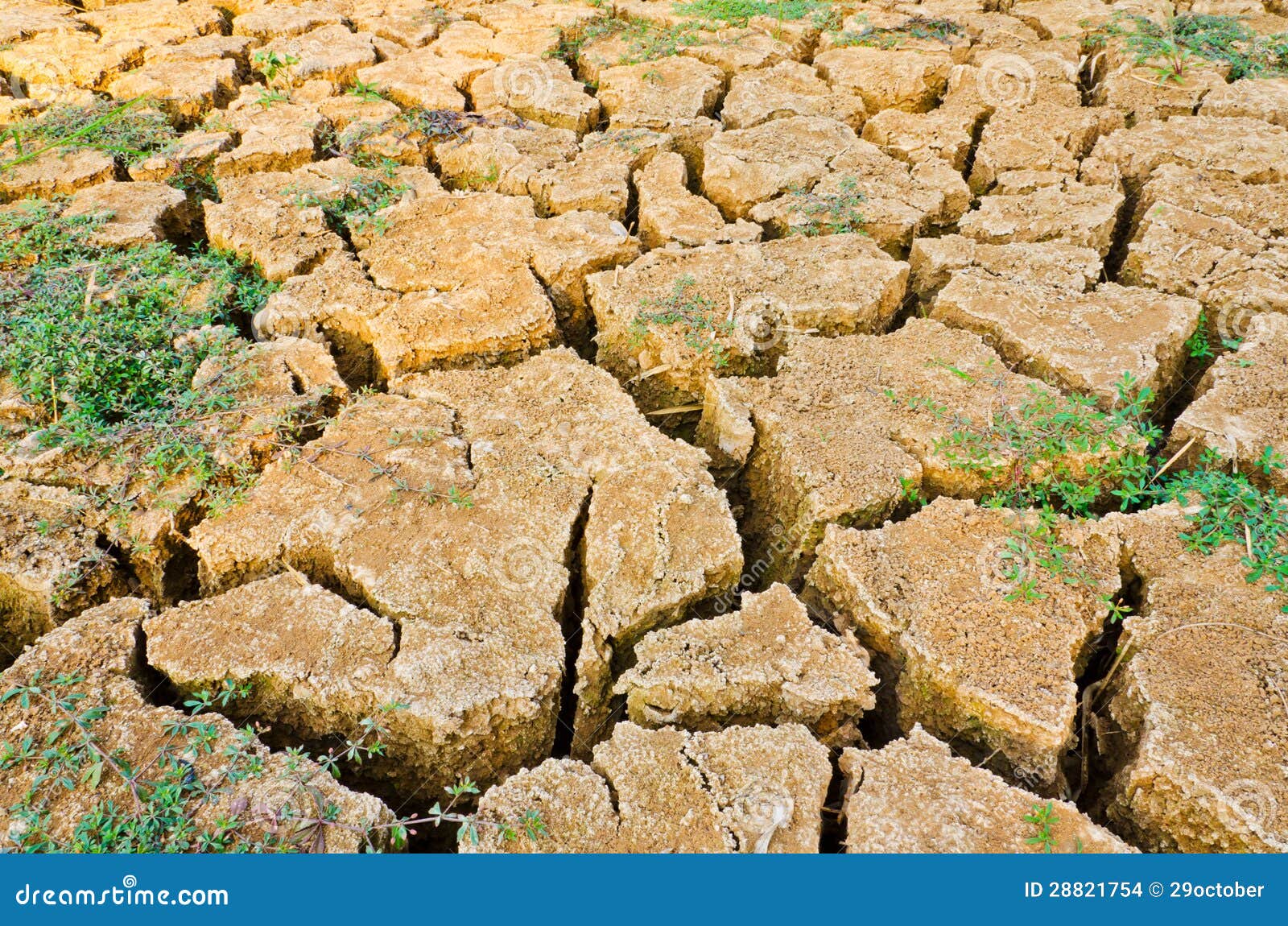 Drought Field, Drought Land Stock Photo - Image of grain, heat: 28821754