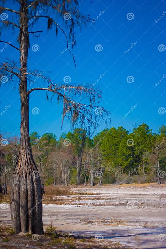 Drought in forest stock image. Image of trunks, bare, drought - 3801573