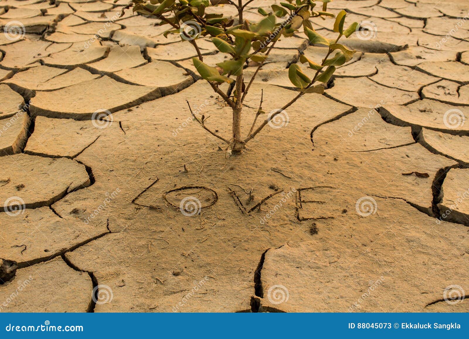 Drought, Global Warming, Environment Changes Suddenly. Stock Image ...