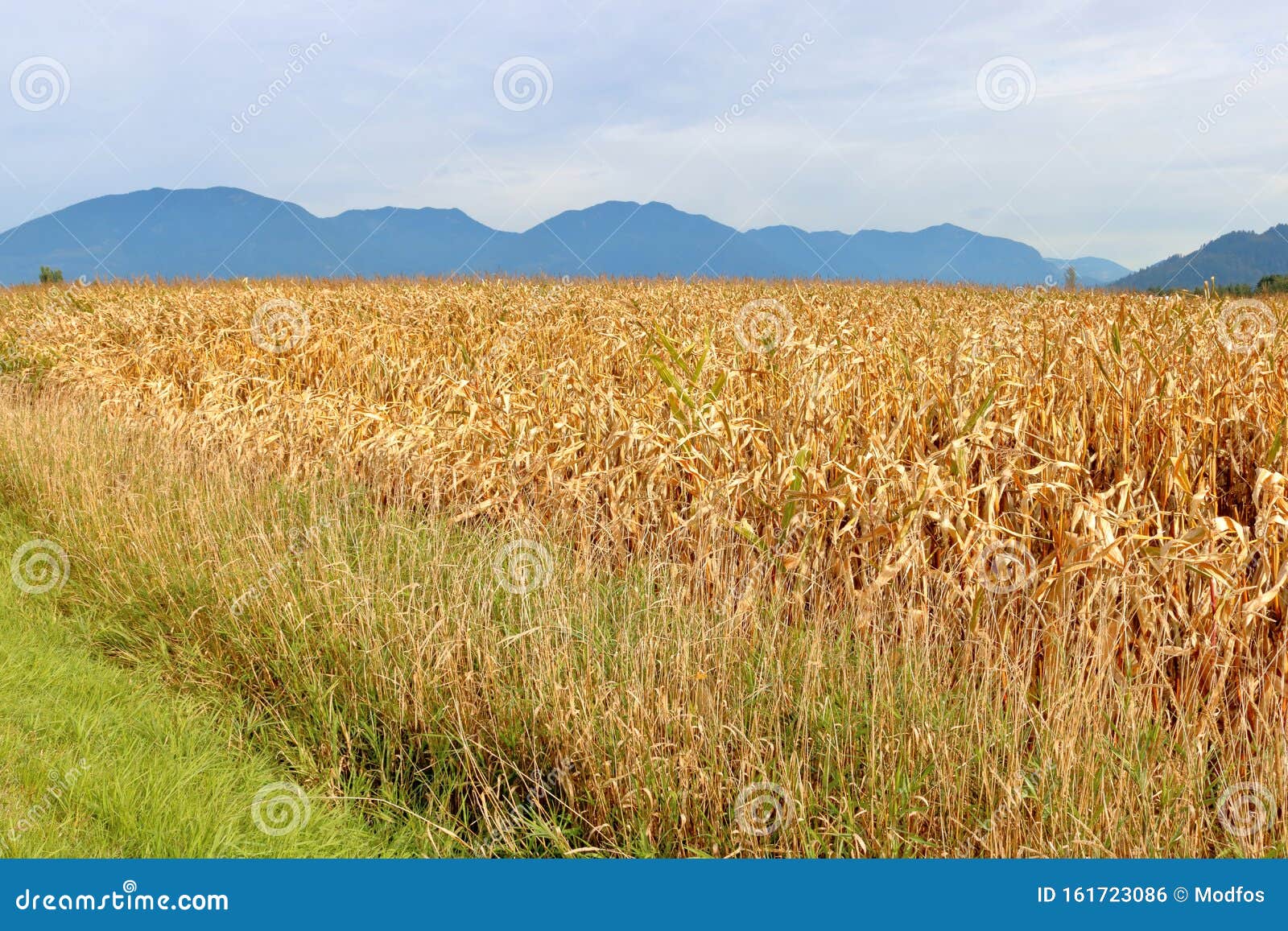 Corn Crop Decimated by Drought Stock Photo - Image of field, growing ...