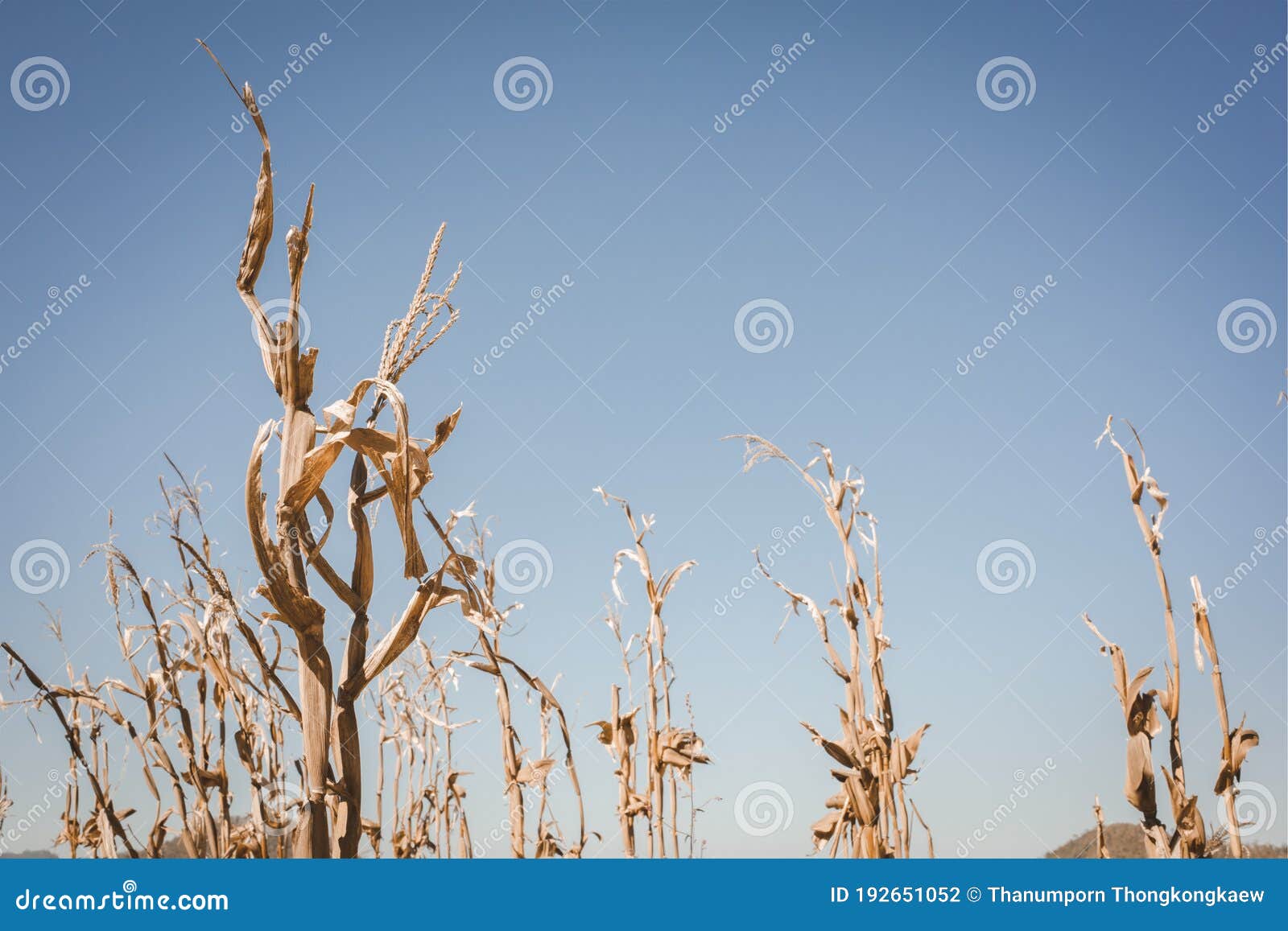 Drought Has Decimated a Crop of Corn and Left the Plants Dried Out and ...