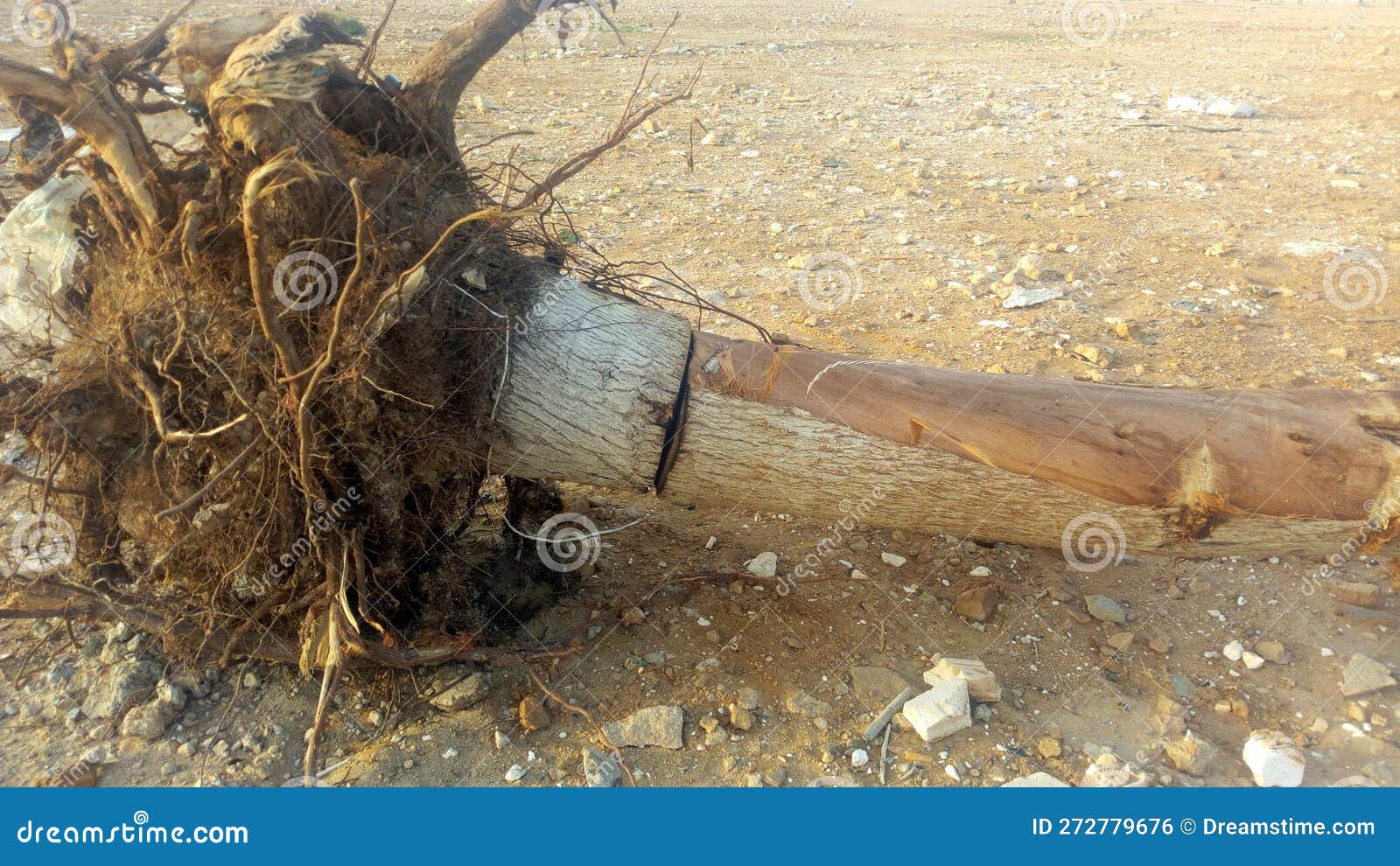 Drought Leads To Dry Land and Death of Trees Stock Photo - Image of ...