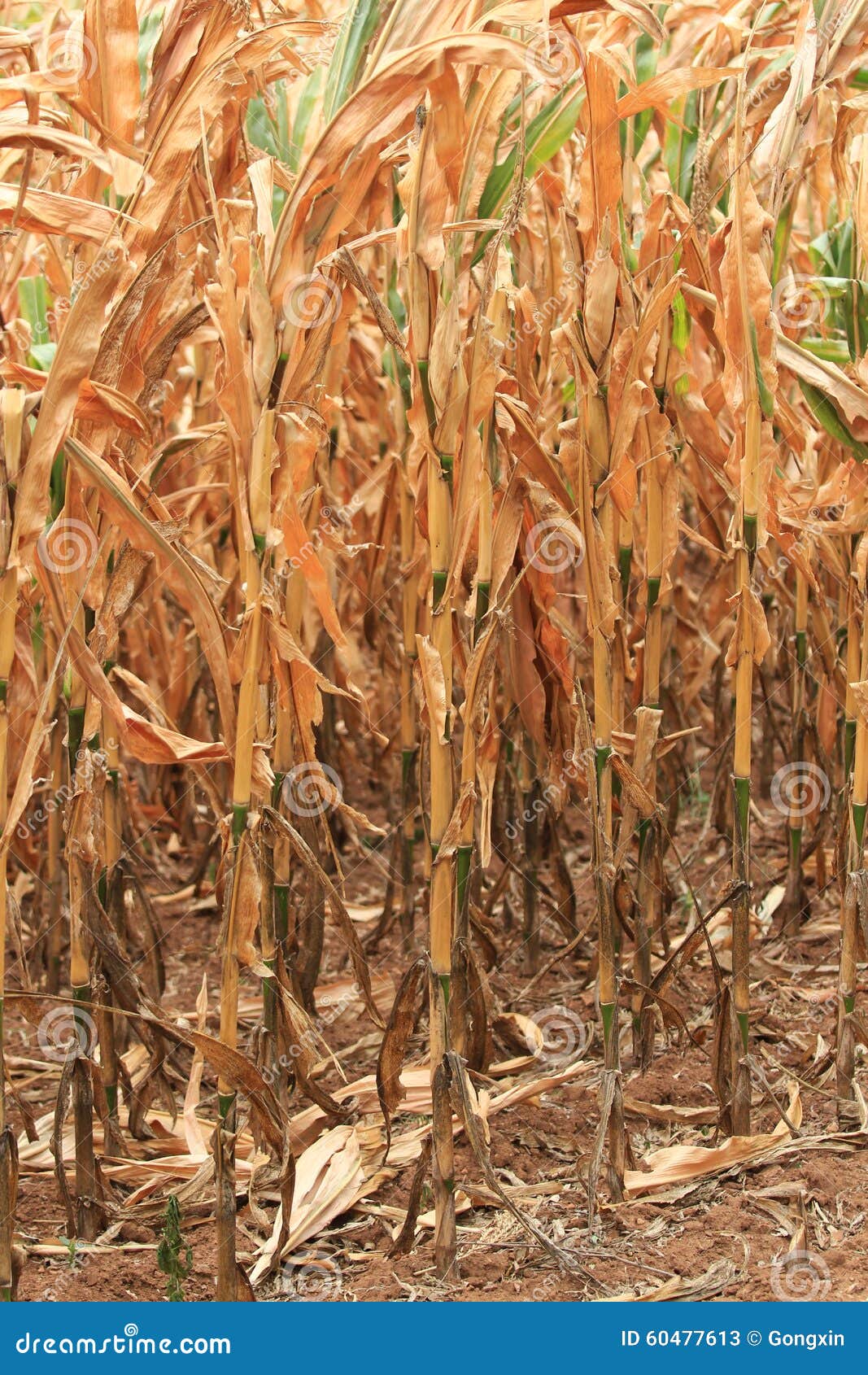 Drought leaves dry corn stock image. Image of leaves - 60477613