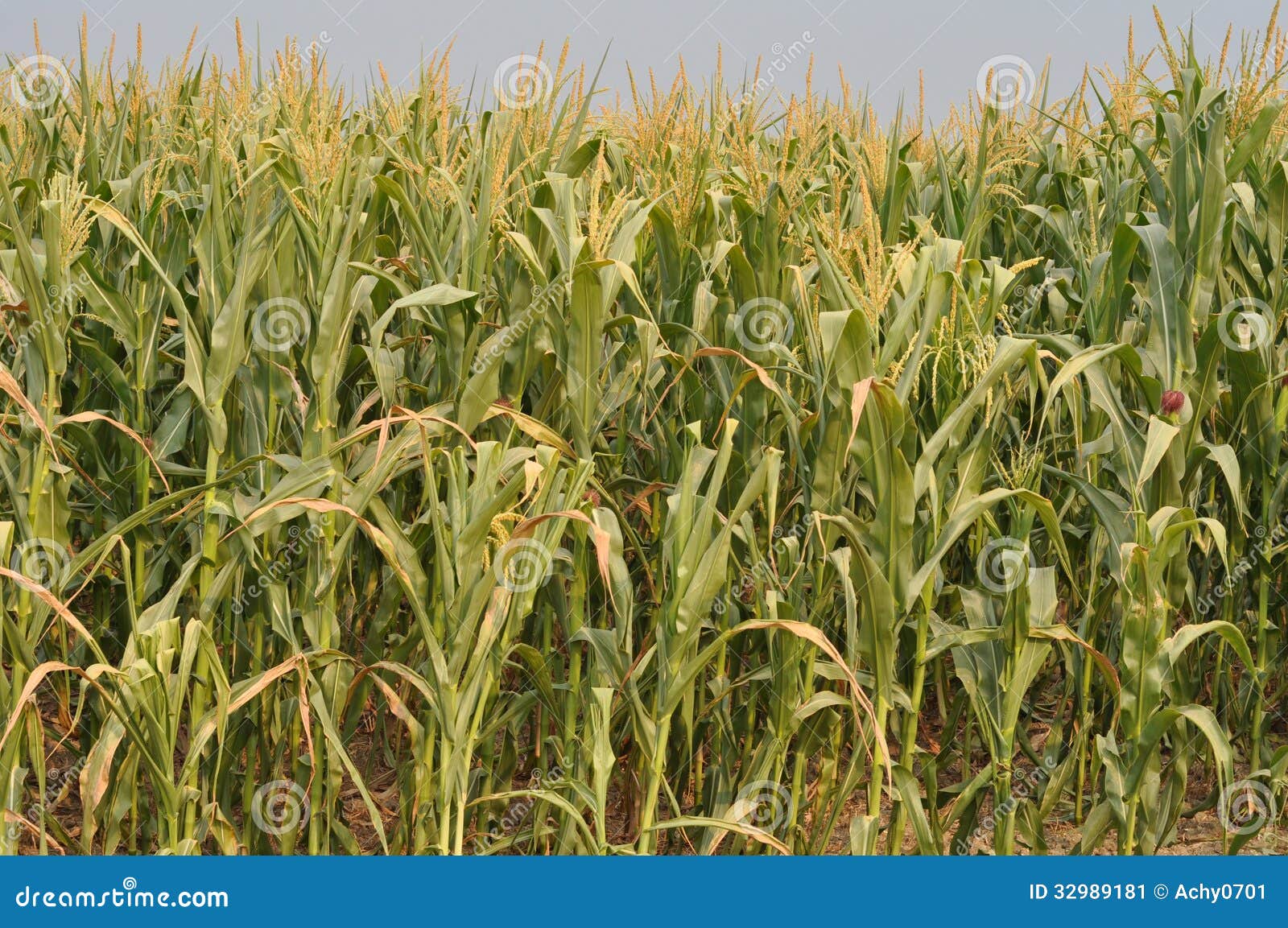 The drought Maize stock image. Image of damp, drought - 32989181