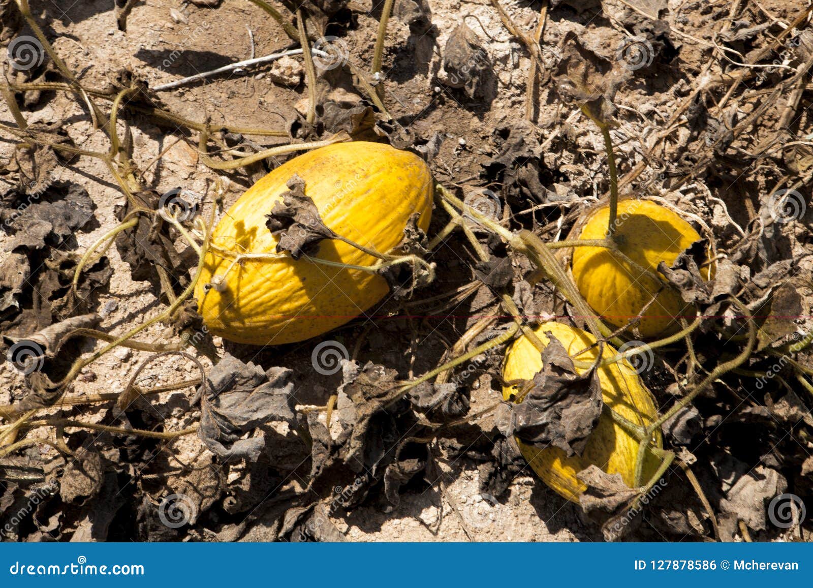 Drought in Melon Fields. Rotten Fruit. Stock Photo - Image of garden ...
