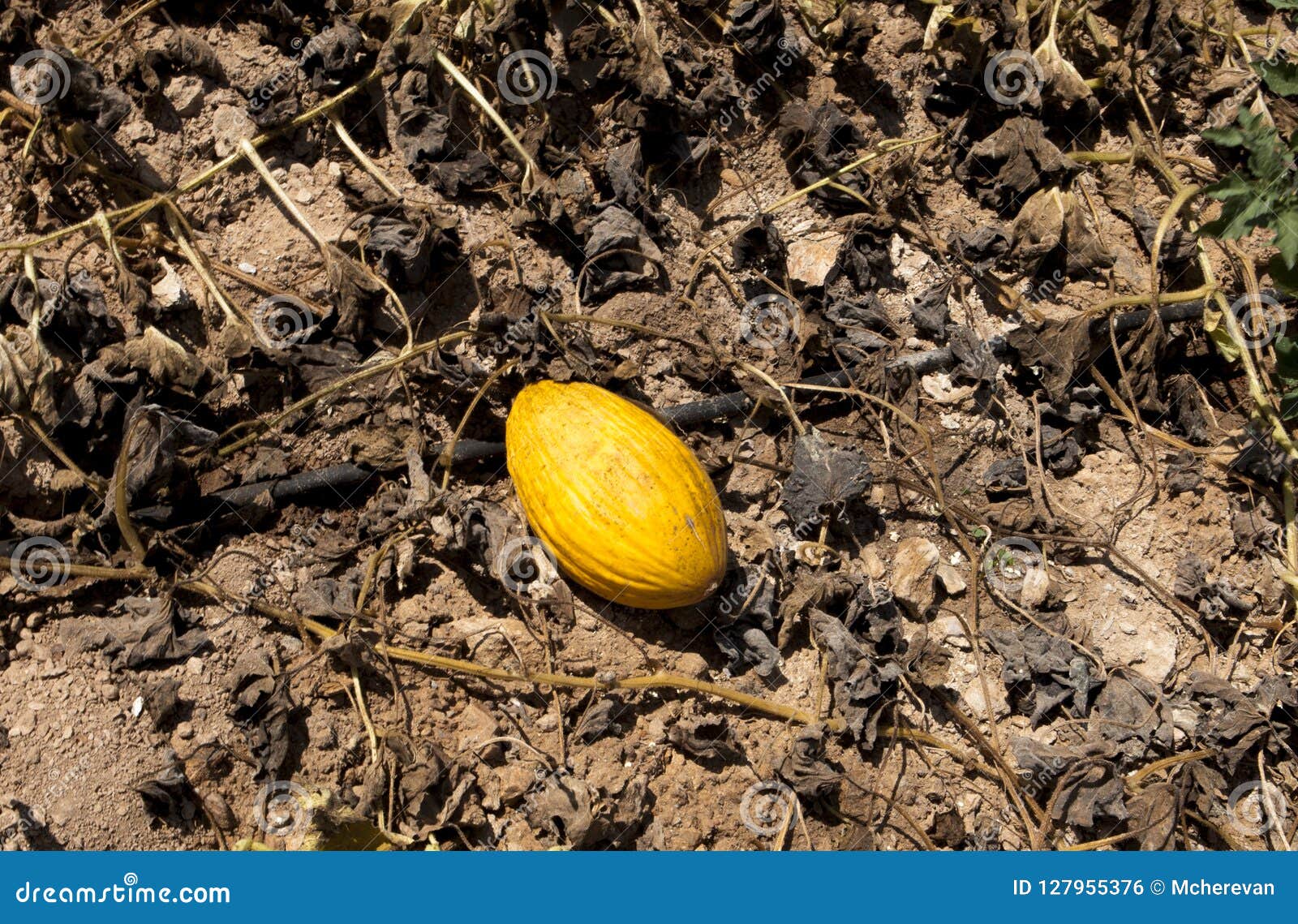 Drought in Melon Fields. Rotten Fruit. Stock Photo - Image of ecology ...