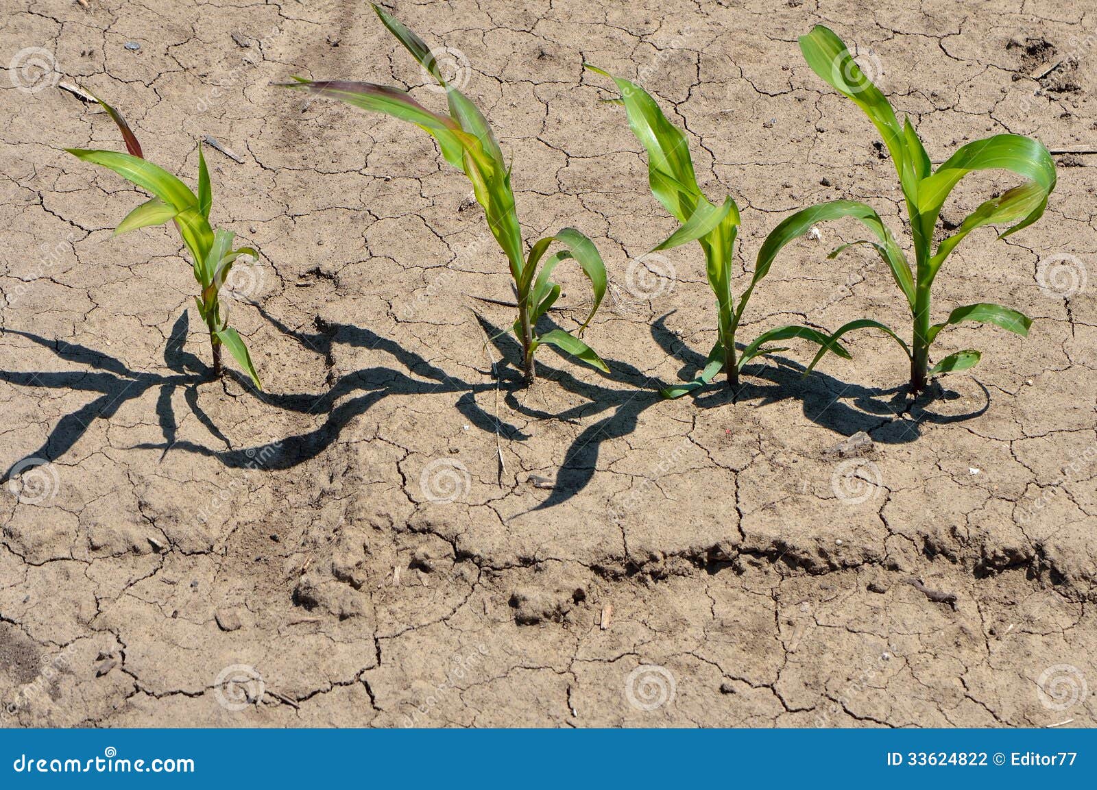 Dryness stock photo. Image of water, agriculture, field - 33624822