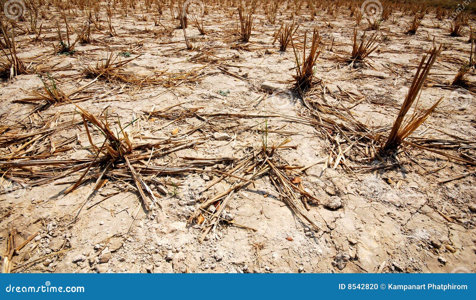 Drought of Rice field-1 stock photo. Image of drought - 8542820