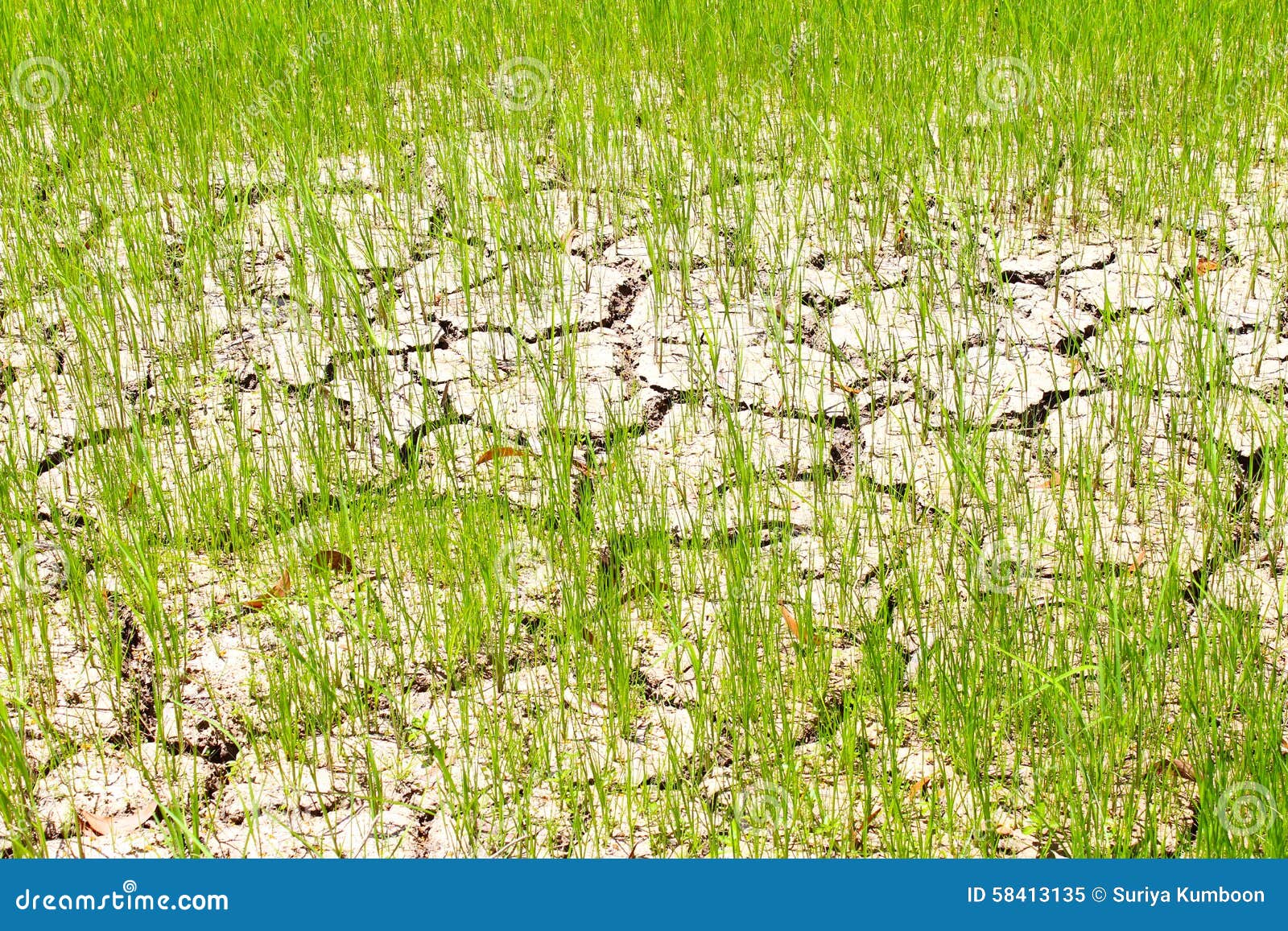 A drought of rice field stock image. Image of agriculture - 58413135