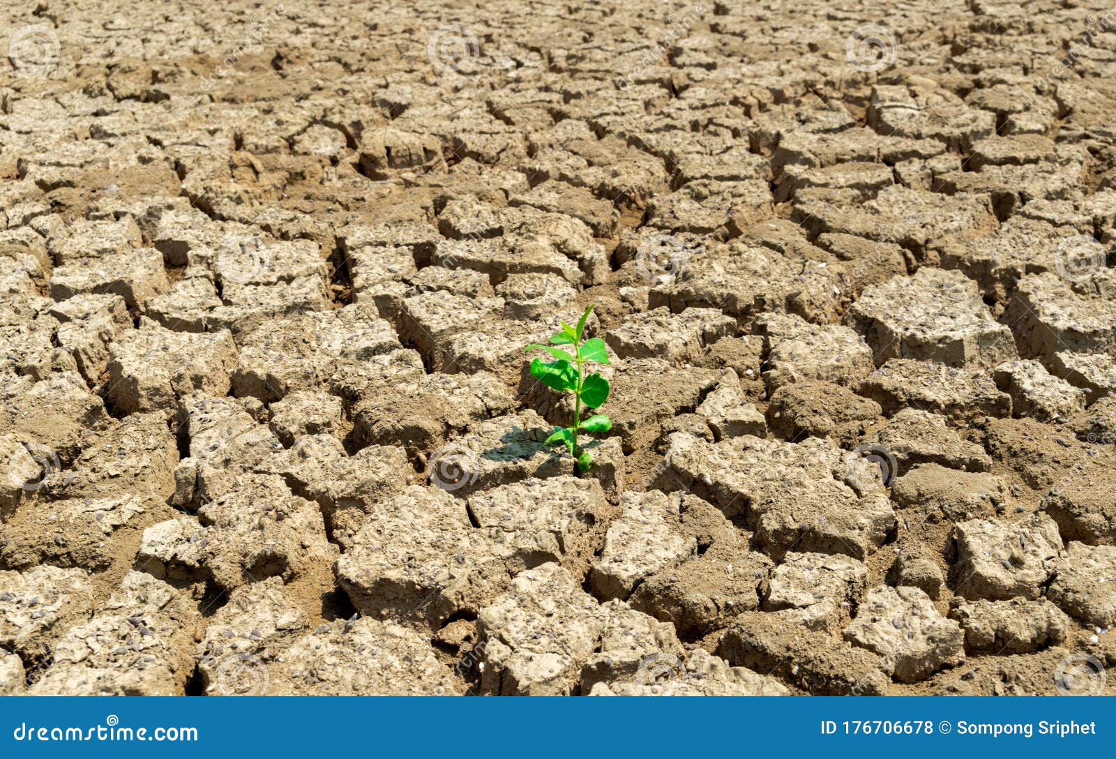 Drought Soil Tree on the Ground of Ecology and Environment Stock Photo ...