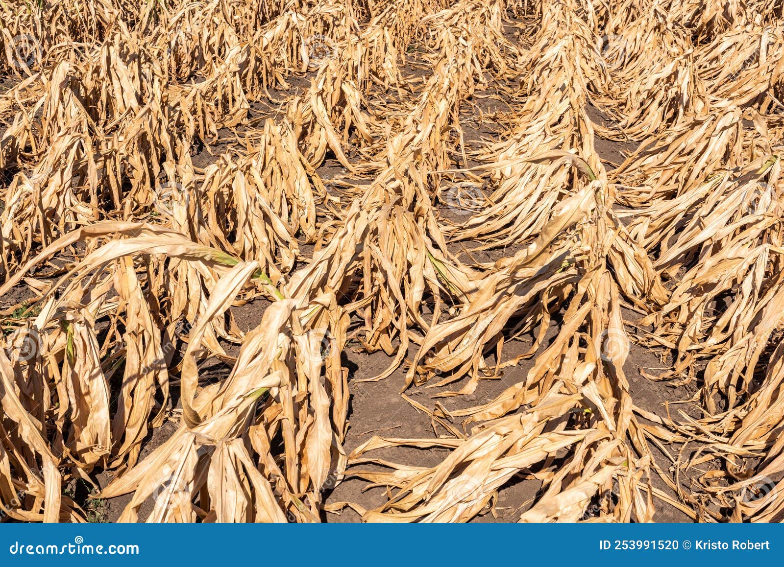 Drought-stricken Corn Crop in Hungary, EU. Stock Photo - Image of ...