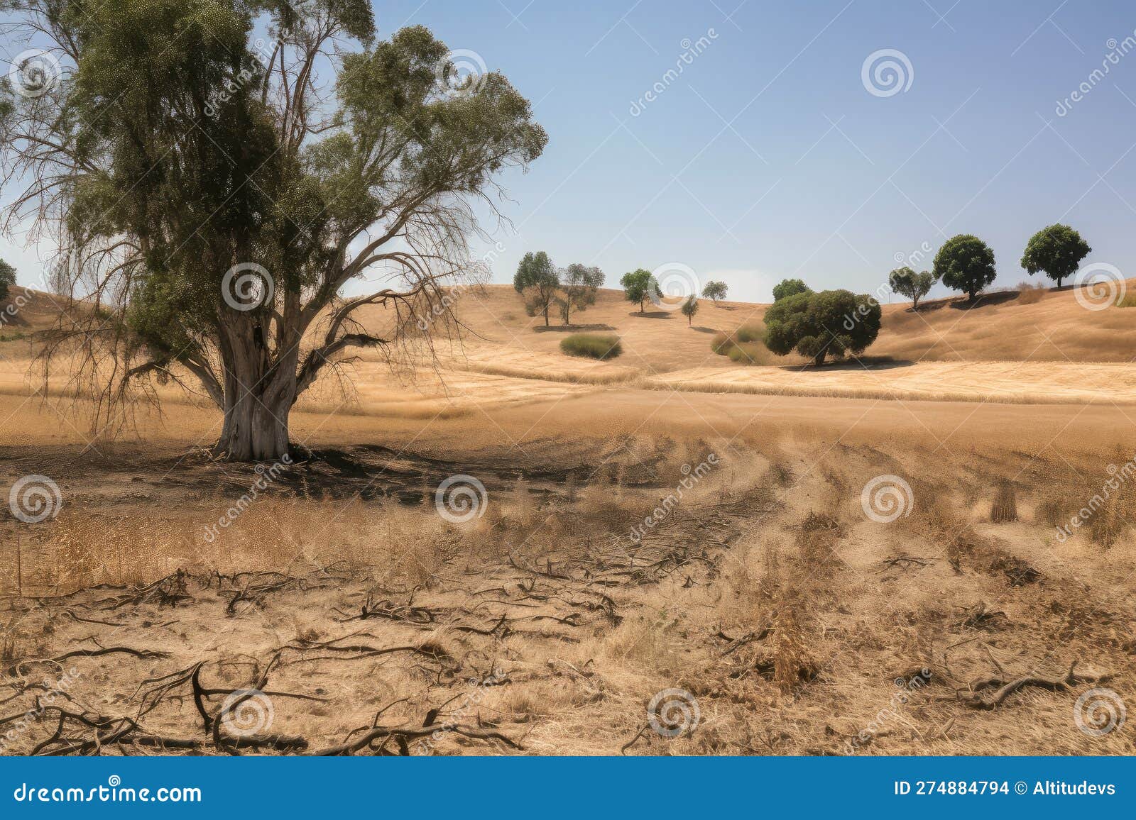 Drought-stricken Ecosystem, with Trees and Crops Wilting in the Heat ...