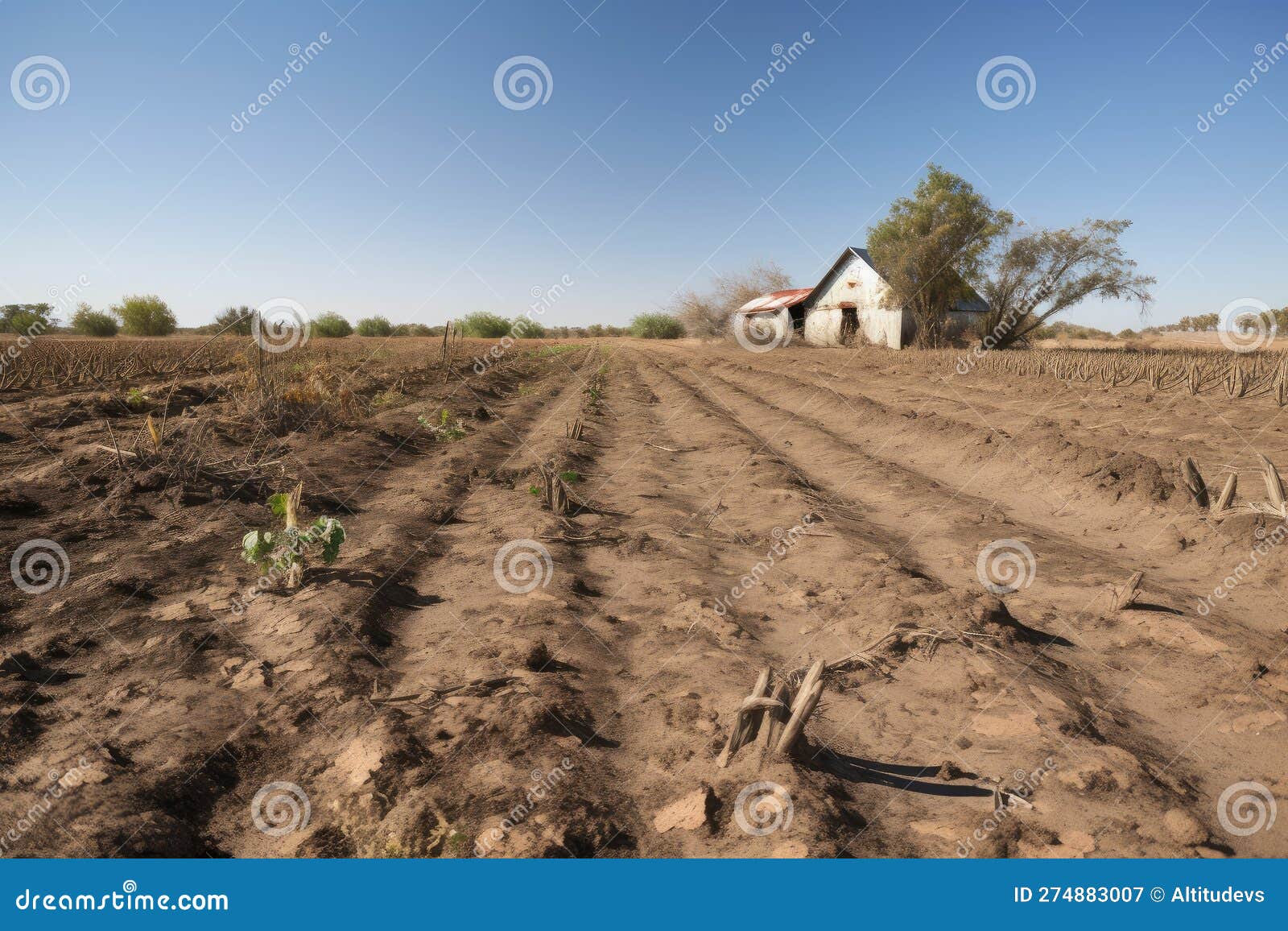 Drought-stricken Farm, with Wilted Crops and Parched Soil Stock ...