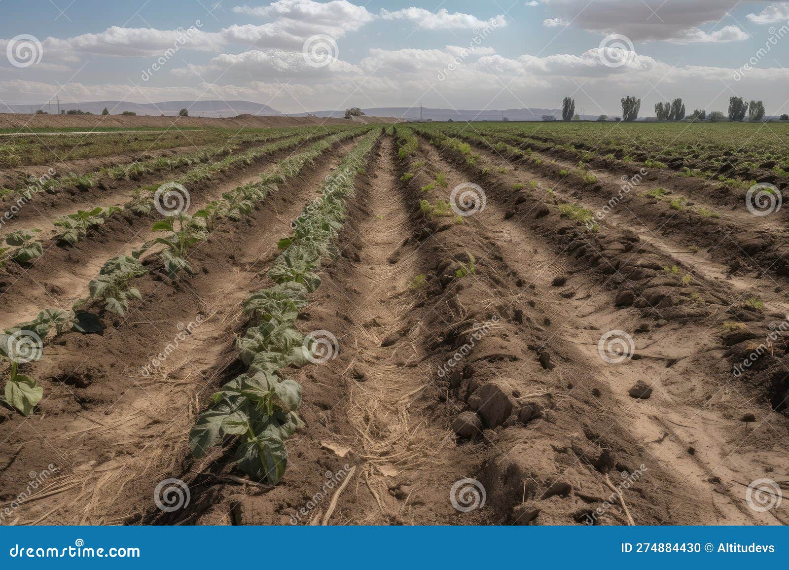 Drought-stricken Field of Crops, with Drooping Plants and Parched Earth ...