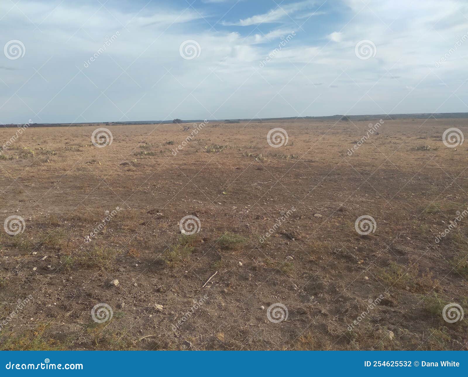 Drought stricken land stock photo. Image of stricken - 254625532