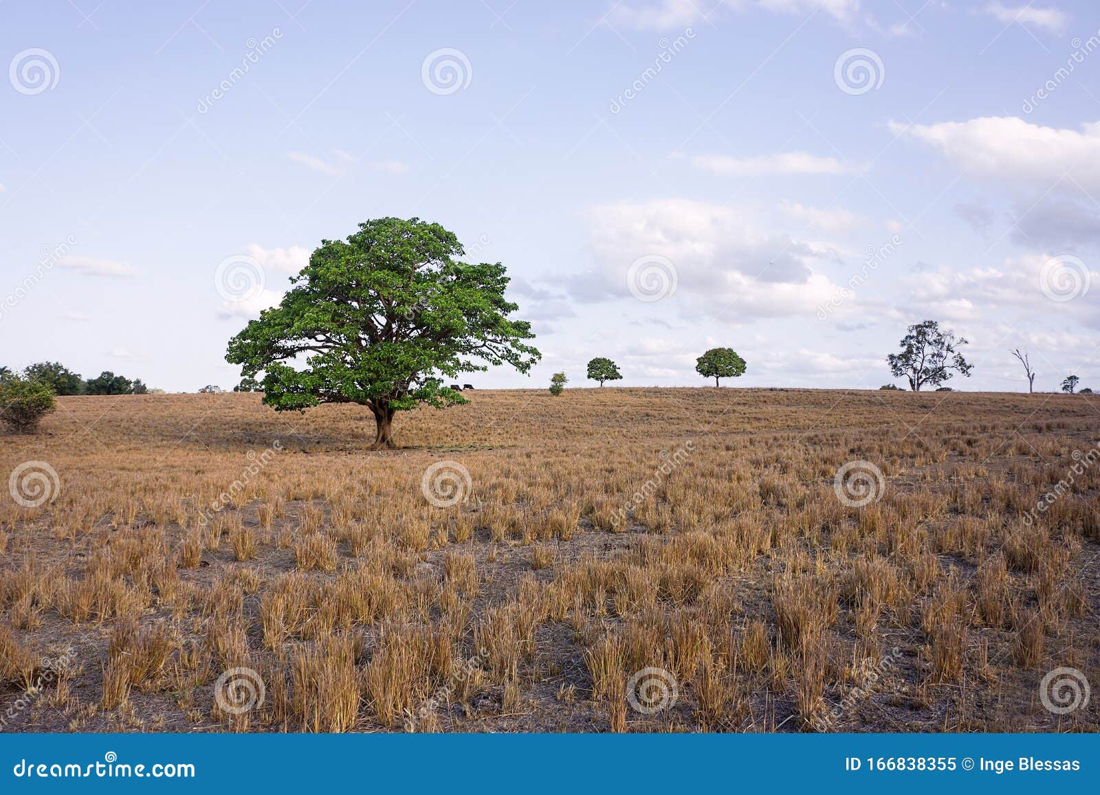 Drought Stricken Paddock with Trees Stock Image - Image of grass ...
