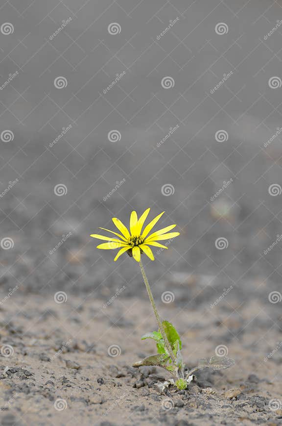 Drought surviving plant stock image. Image of flower - 26660563