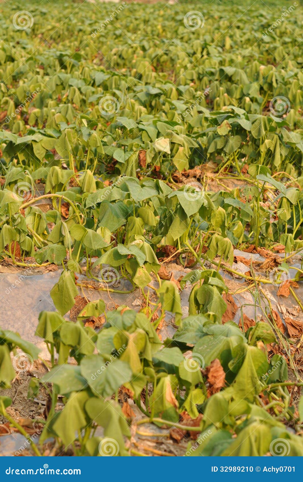 The drought sweet potato stock photo. Image of enviroment - 32989210
