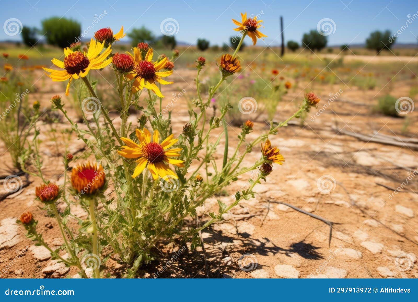 Drought-tolerant Plants Thriving in a Parched Meadow Stock Photo ...