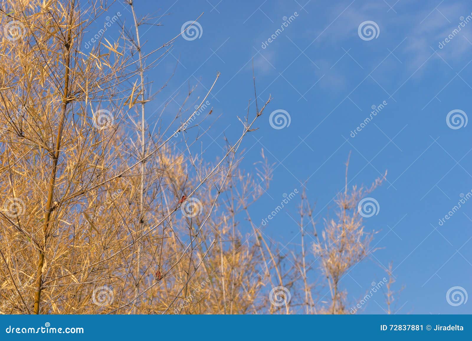 Drought. Dry Tree Cannot Dissolve Leaves Due To Lack Of Moisture After ...